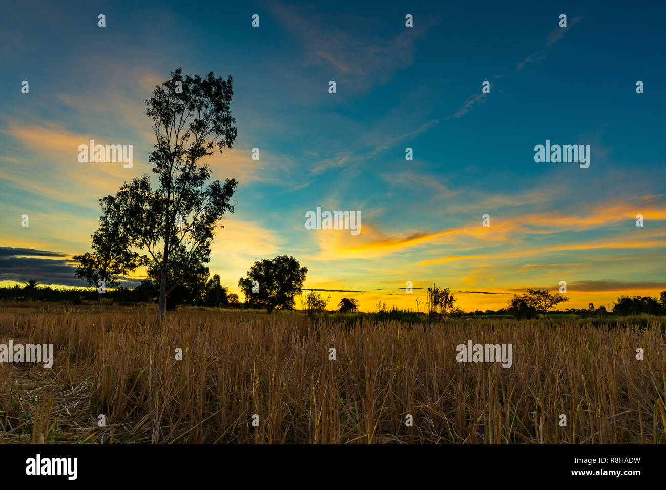 The landscape of rice field after harvest at the dawn time during ...