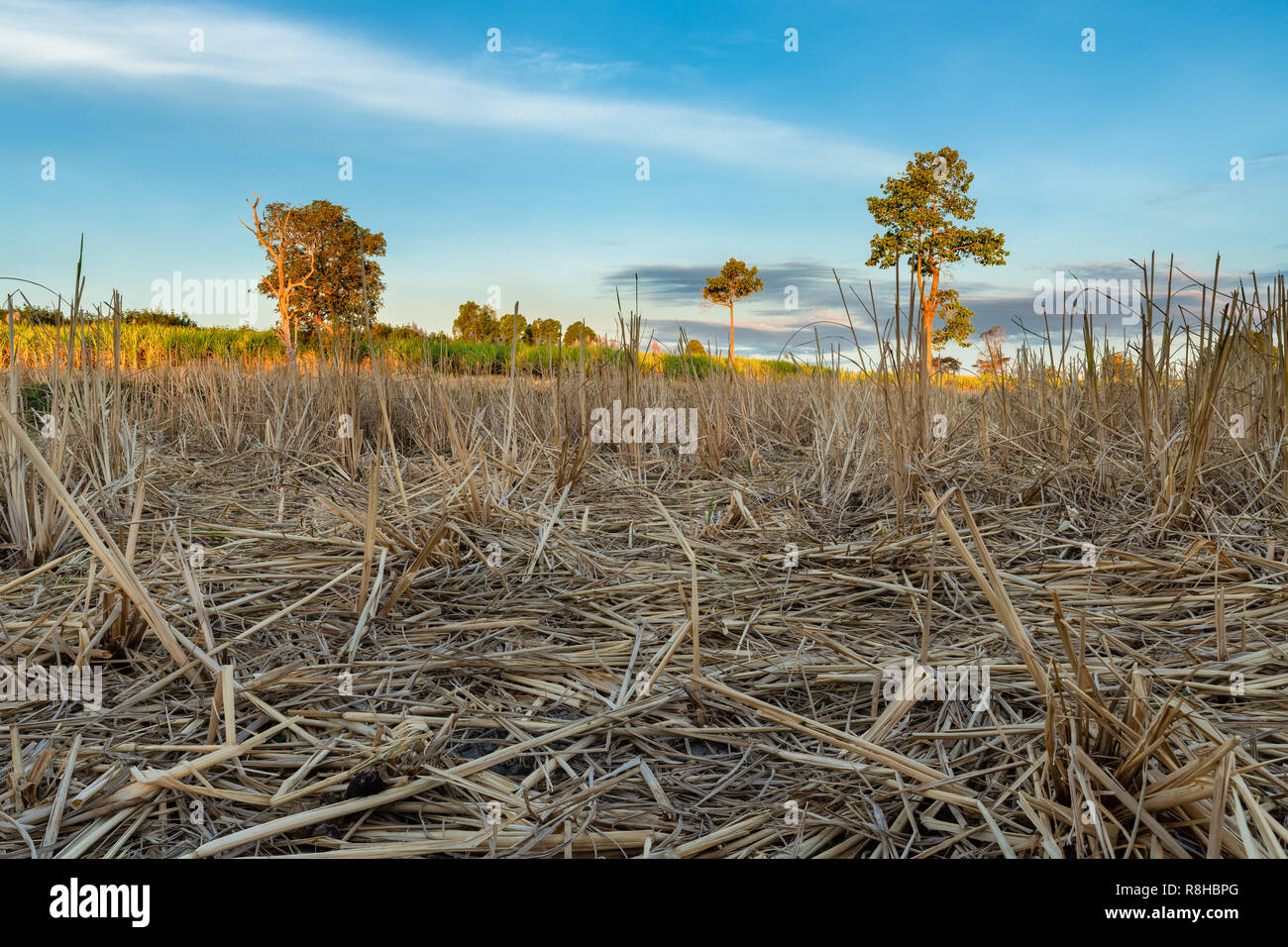 The landscape of rice field after harvest at the dawn time during ...