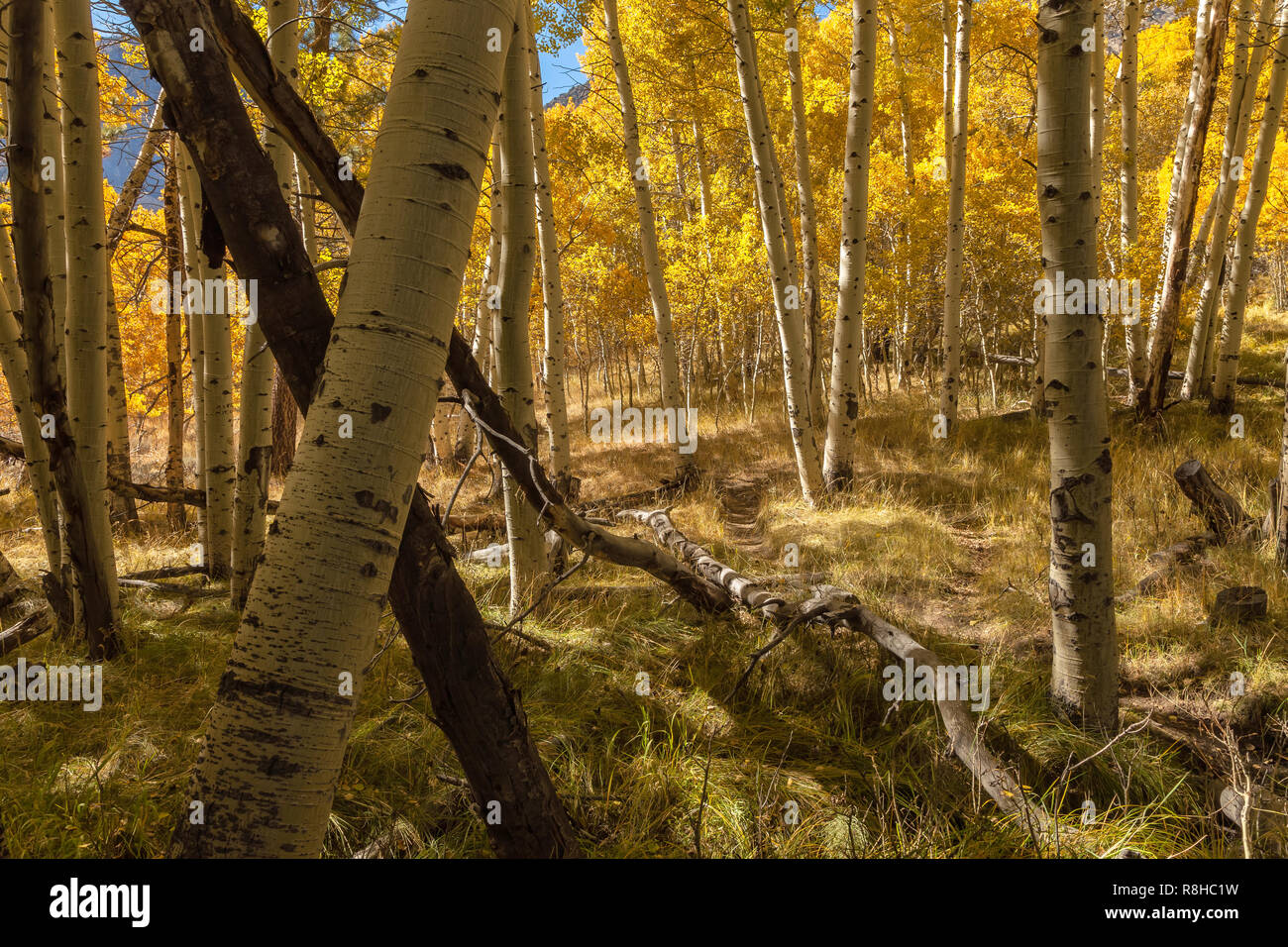 Mountain aspen trees (Populus tremuloides) in their fall foliage, Inyo ...