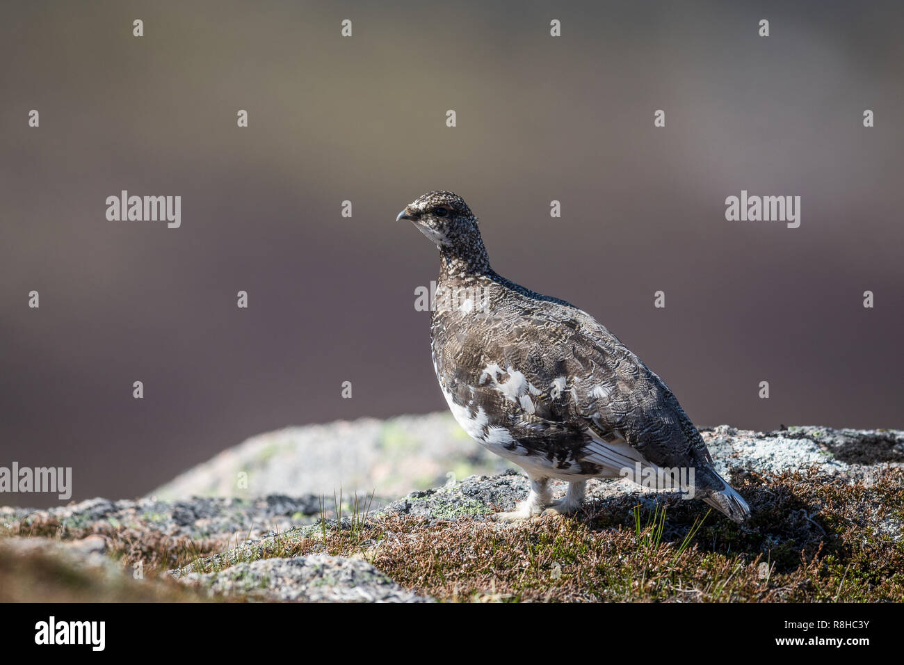 Spring male lagopus muta hi-res stock photography and images - Alamy