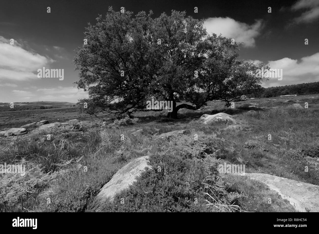 Oak Tree on Lawrence Field, Grindleford village, Derbyshire County ...