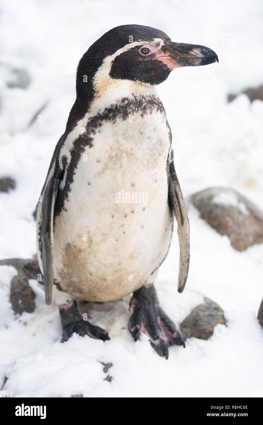 Penguin in snow Stock Photo - Alamy