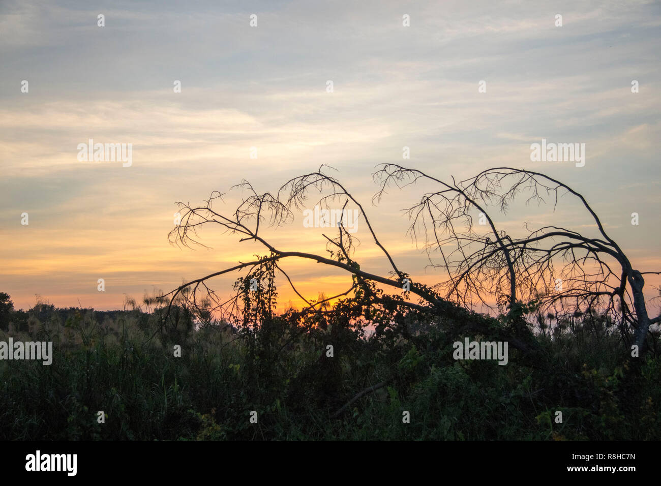 Shade trees with sunset Stock Photo - Alamy