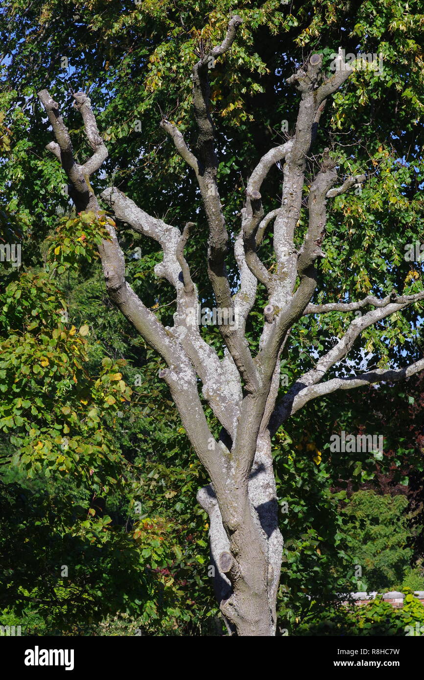 Might Beech Tree Trunk (Fagus sylvatica) in Early Autumn. Natural ...
