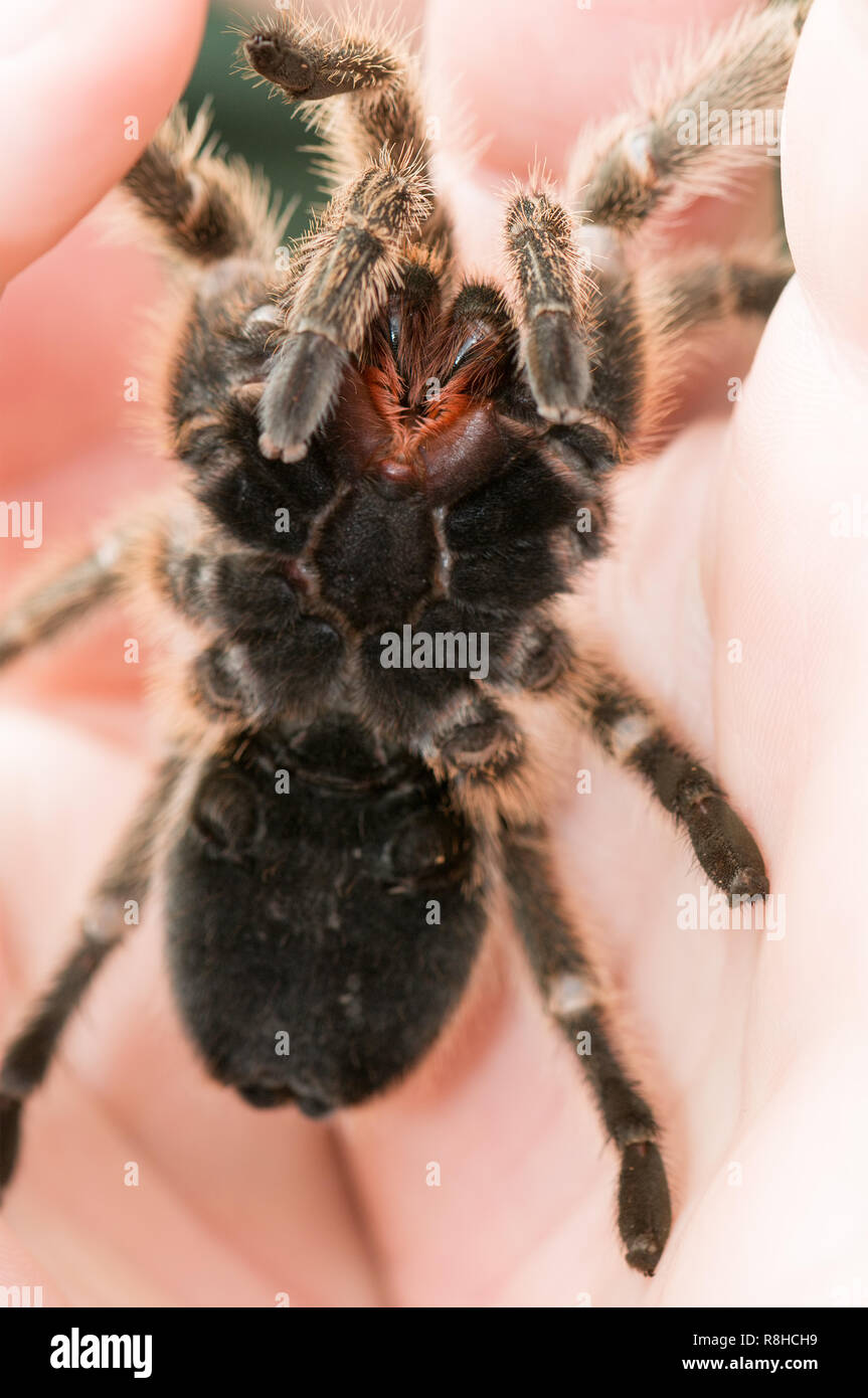 Large hairy spider giant tarantula hi-res stock photography and images ...