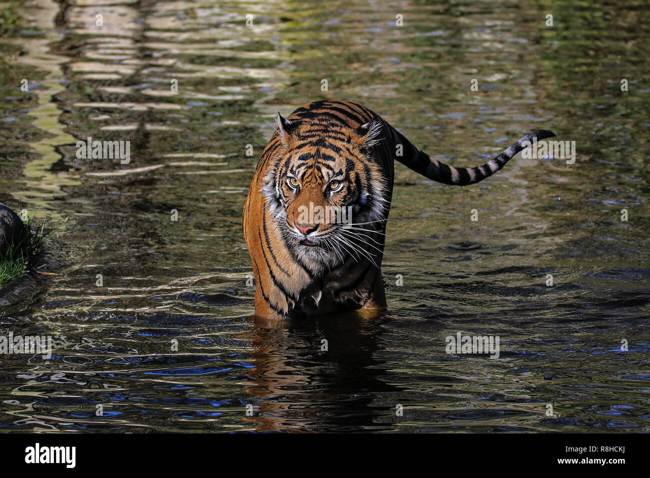 Sumatran tiger magnificent animal Stock Photo - Alamy