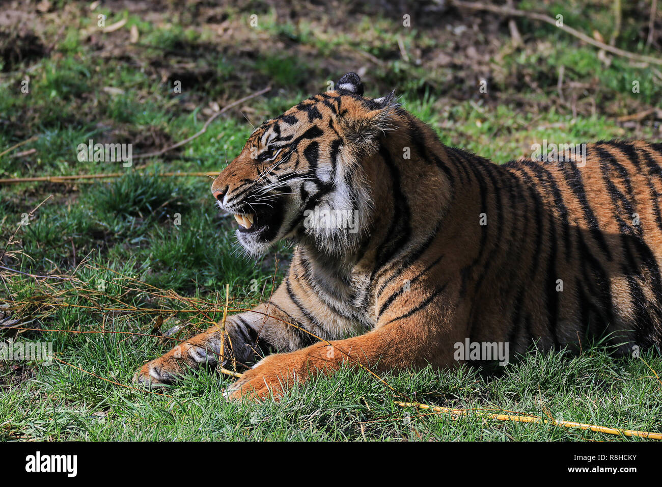 Sumatran tiger magnificent animal Stock Photo - Alamy