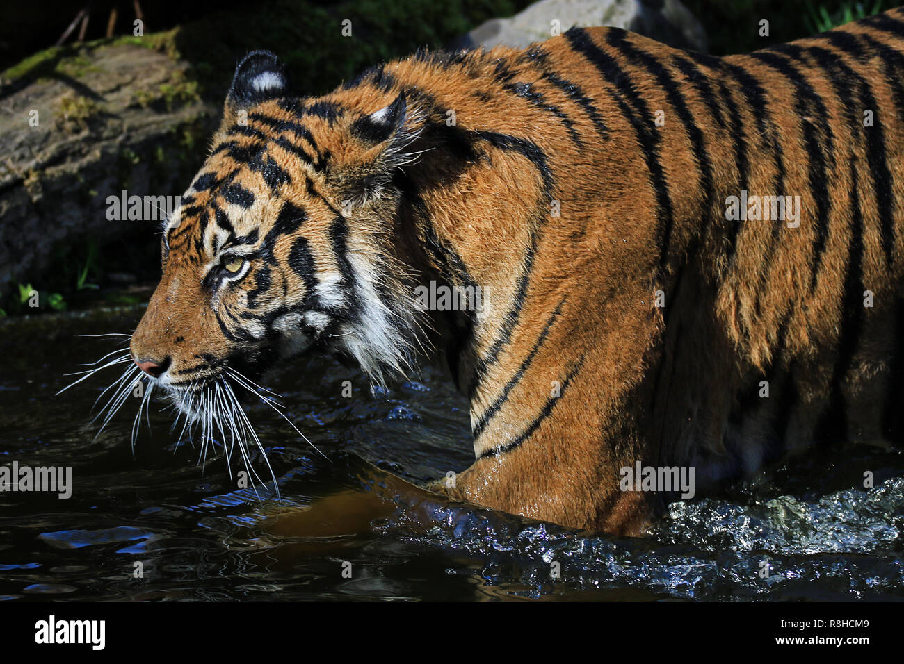 Sumatran tiger magnificent animal Stock Photo - Alamy
