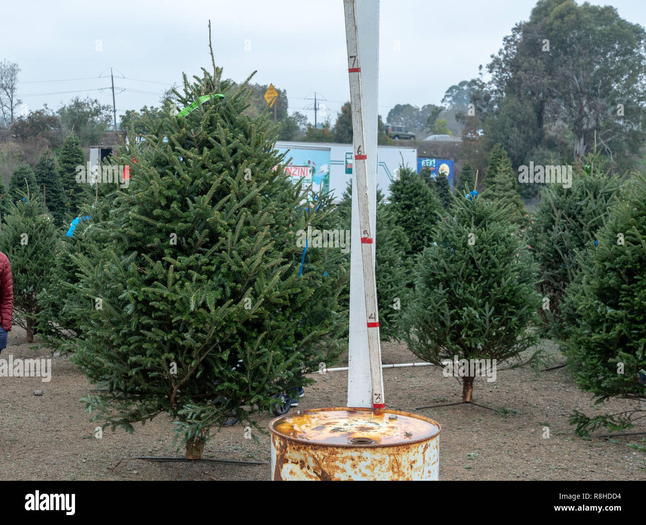 Christmas tree market with multiple on display along with measuring ...