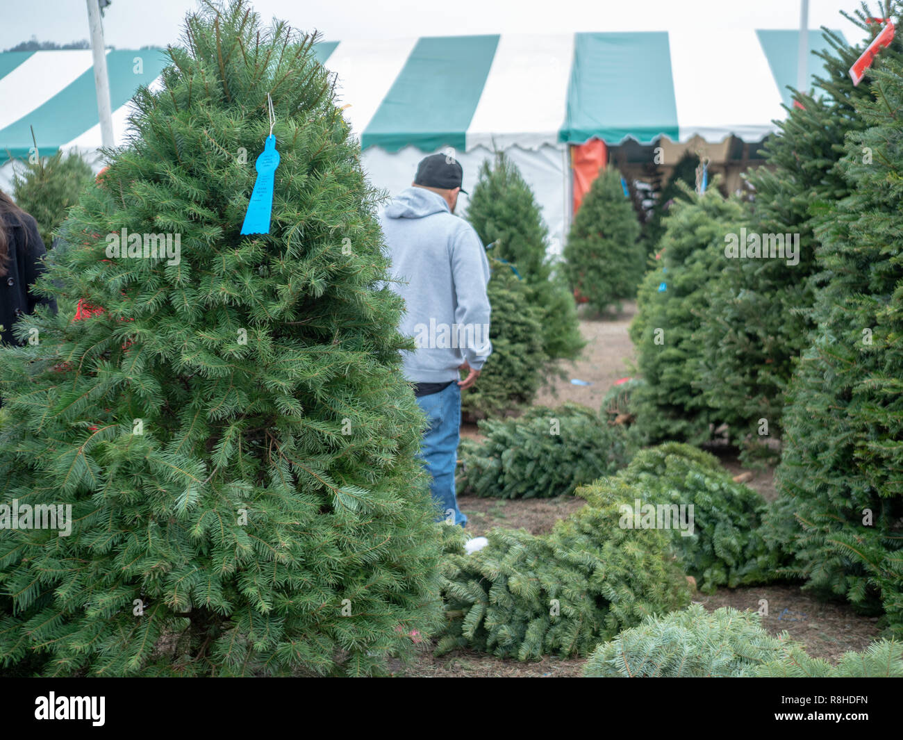 Douglas fir christmas tree hi-res stock photography and images - Alamy