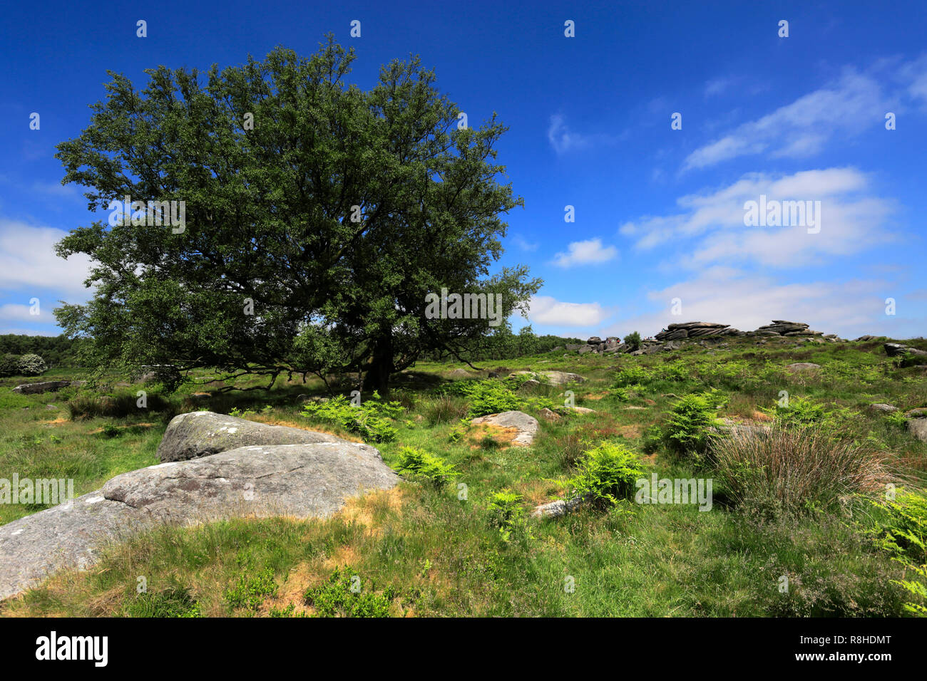 Oak Tree on Lawrence Field, Grindleford village, Derbyshire County ...