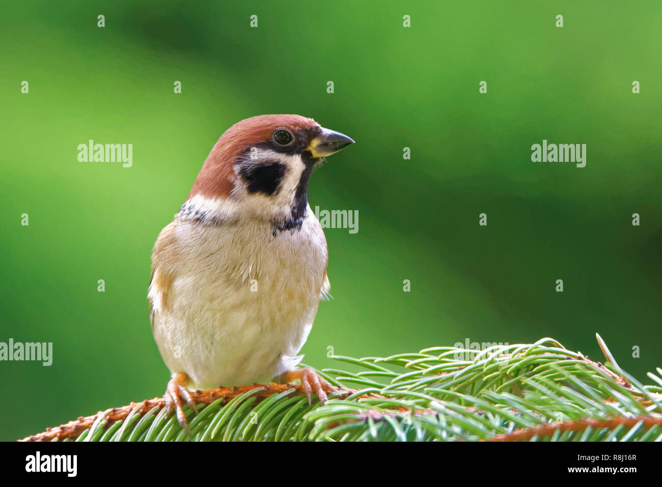 Eurasian tree sparrow (Passer montanus) is a passerine bird in the ...