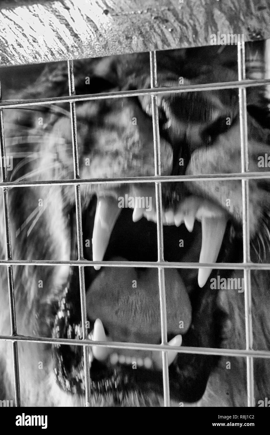 African lion roar hi-res stock photography and images - Alamy
