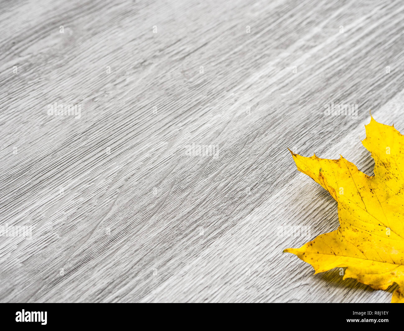 A real maple leaf with bright yellow color laying in the corner of ...