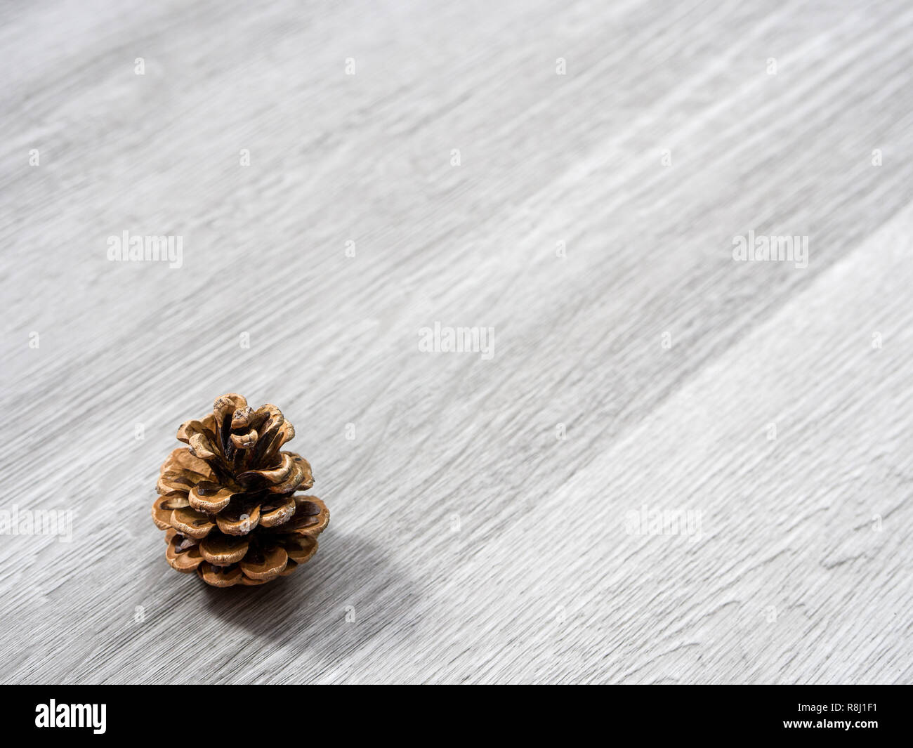 A brown pine cone laying in the corner of image and isolated on a ...