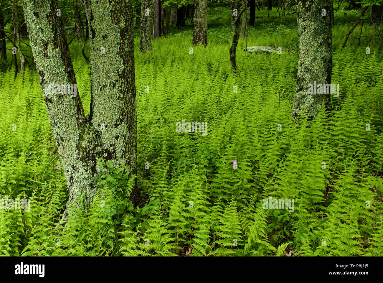 Hayscented ferns (Dennstadia punctilobula) and wild geranium (Geranium ...