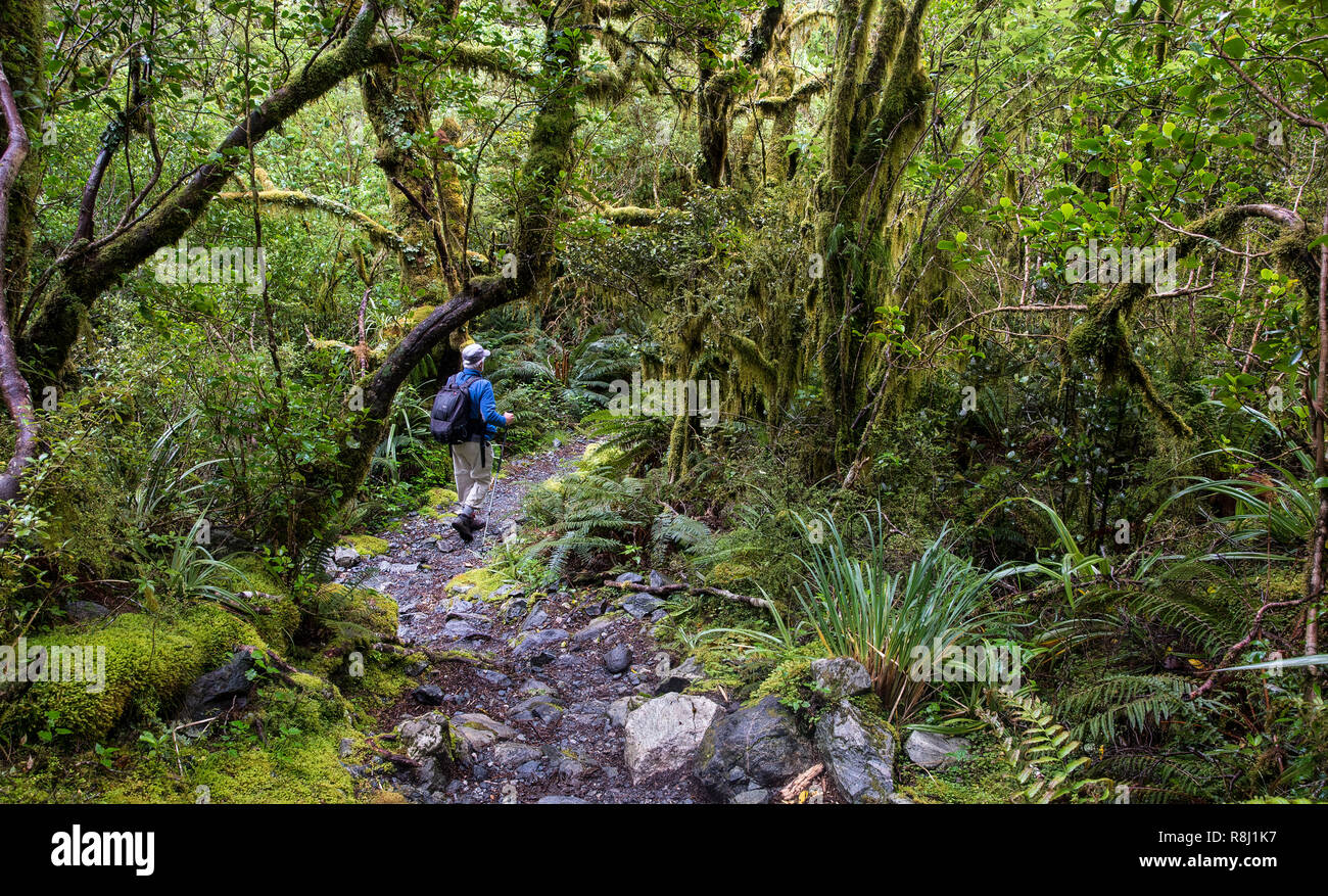 Milford track hiker hi-res stock photography and images - Alamy