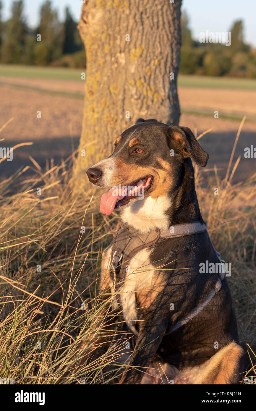 Gold color dog hi-res stock photography and images - Alamy