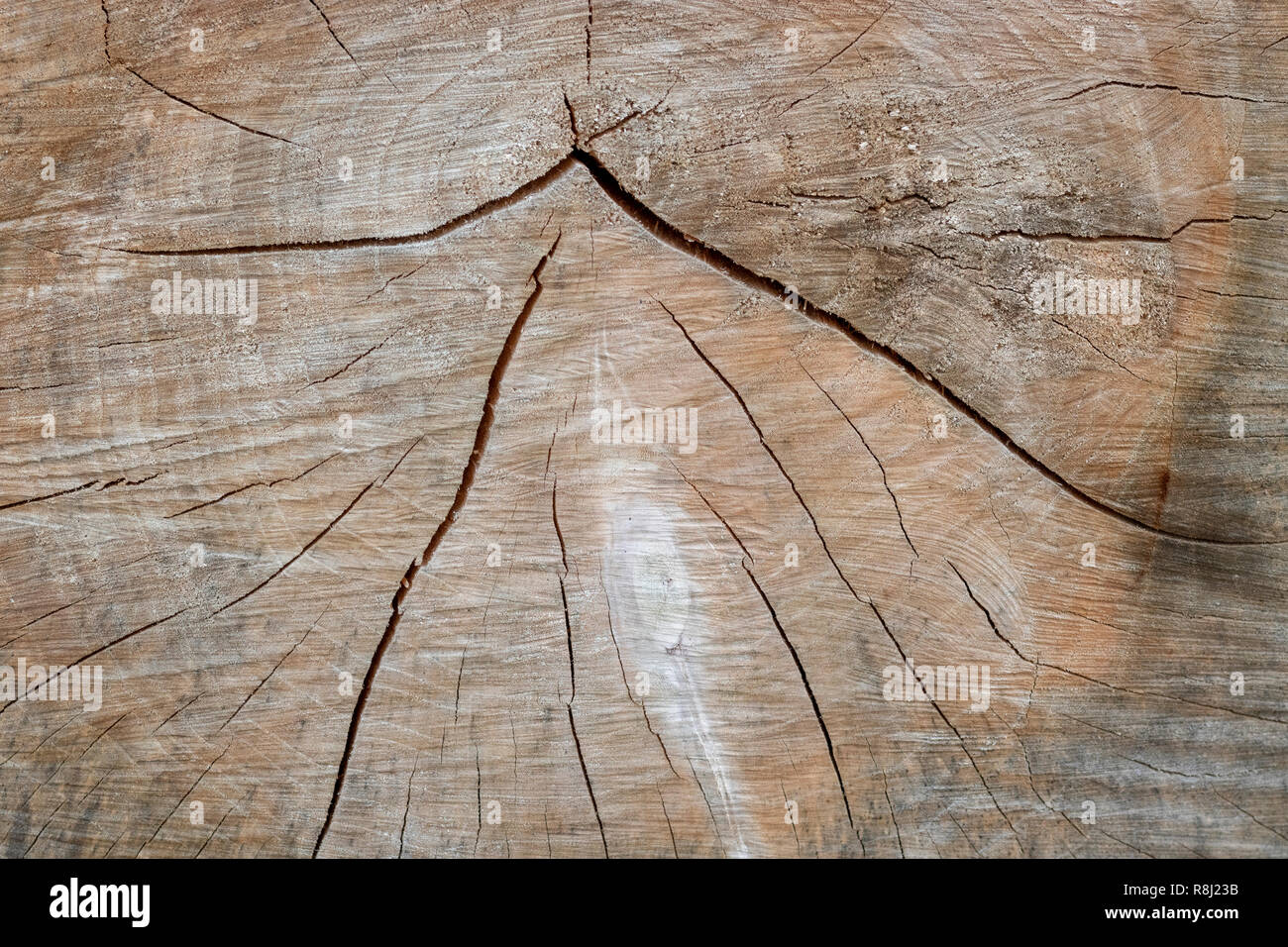 Wood texture of cut tree trunk, close-up Stock Photo - Alamy