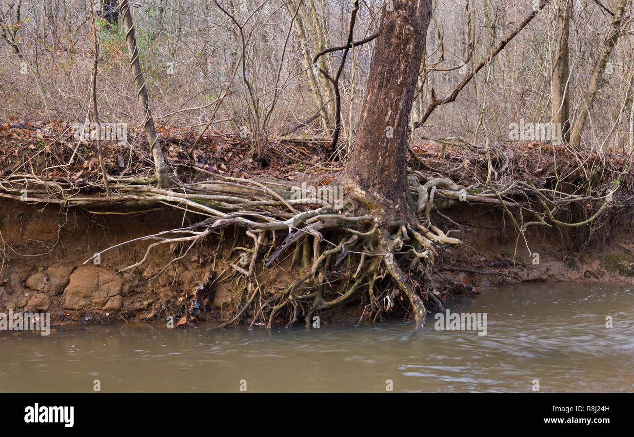 Sycamore tree roots hi-res stock photography and images - Alamy
