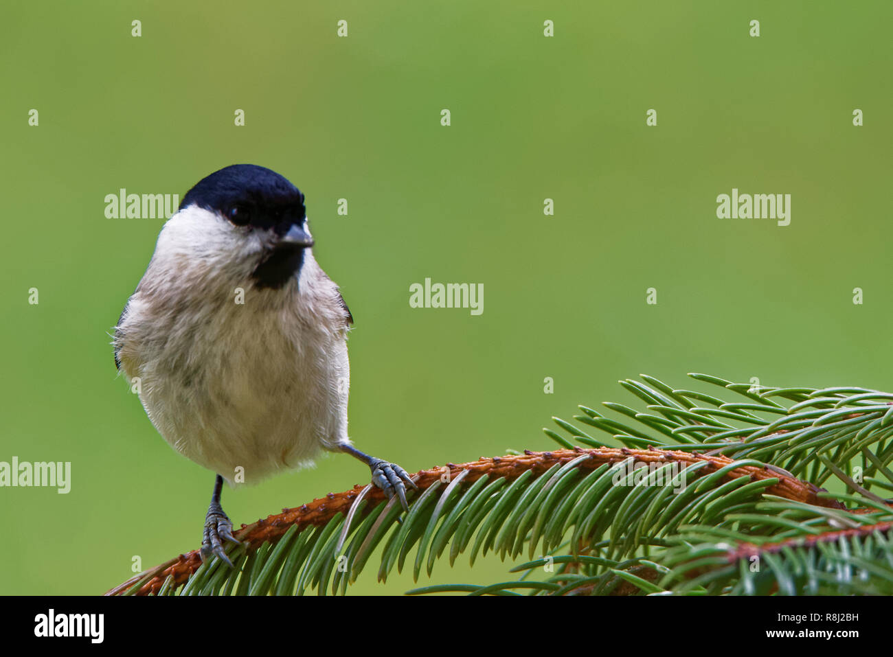 Marsh tit (Poecile palustris) is a passerine bird in the tit family ...