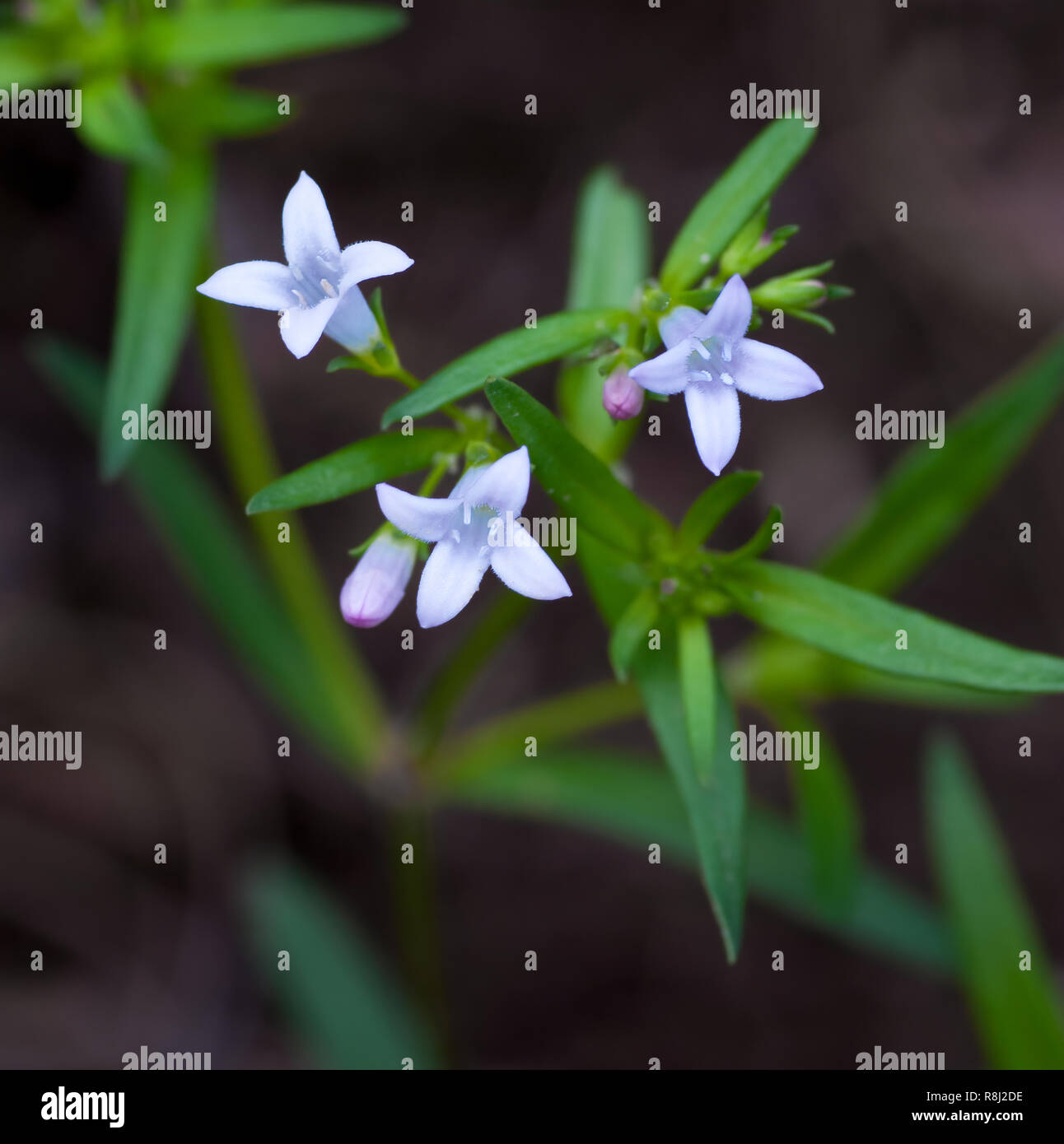 Houstonia longifolia hi-res stock photography and images - Alamy