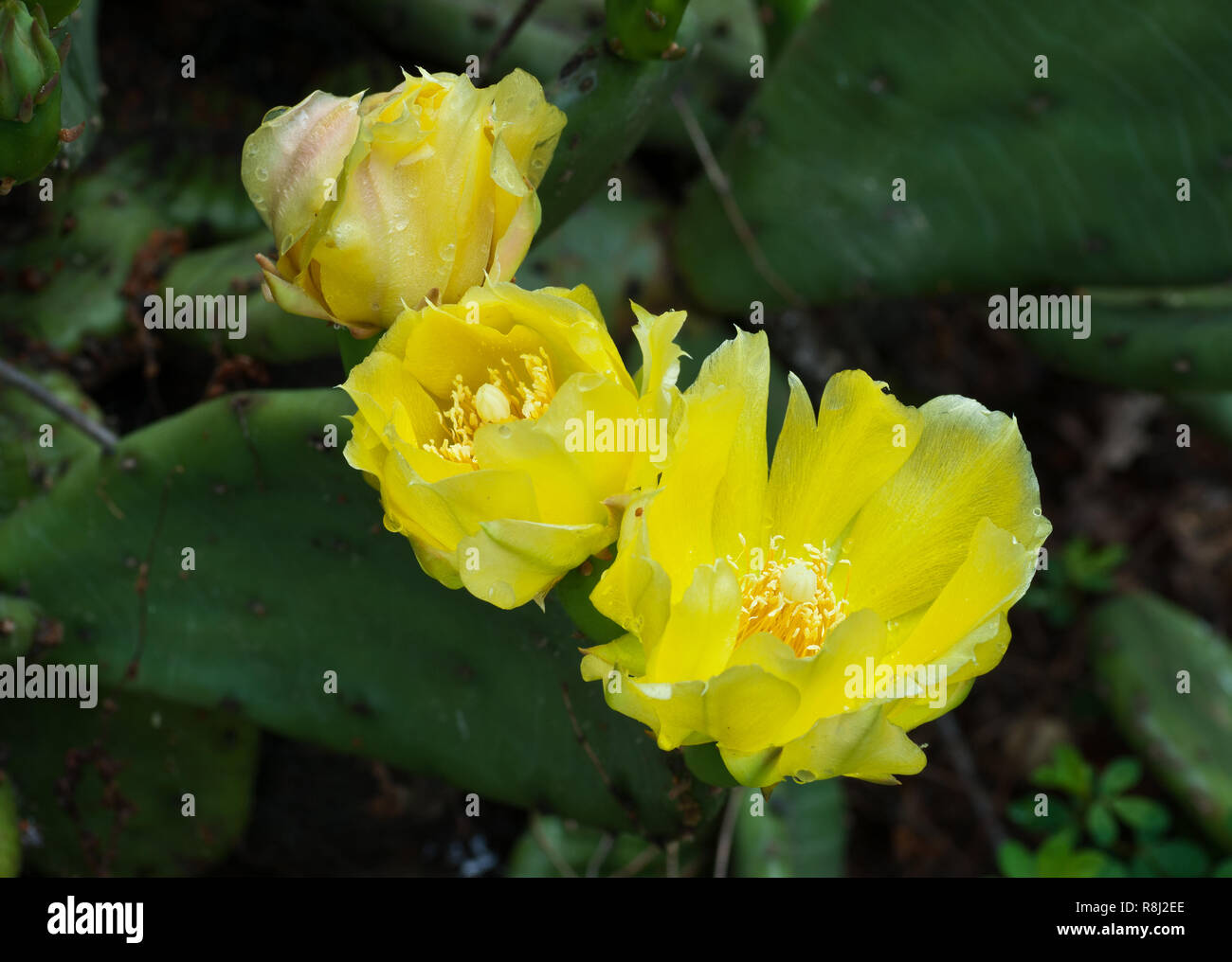 Flowers and leaves of eatern prickly pear cactus (Opuntia humifusa ...