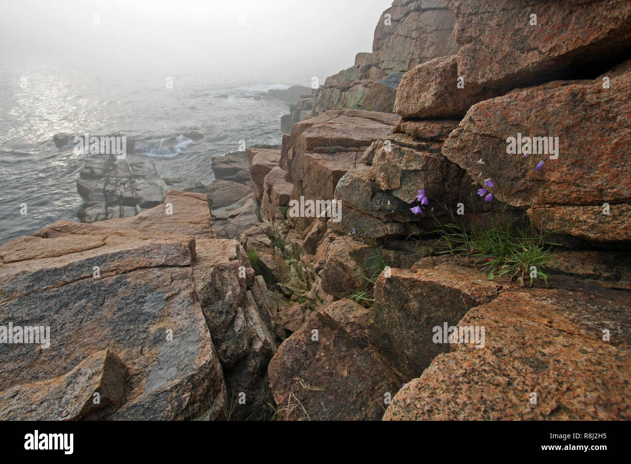 Purple flowers growing amidst the granite coastal rocks of Acadia ...