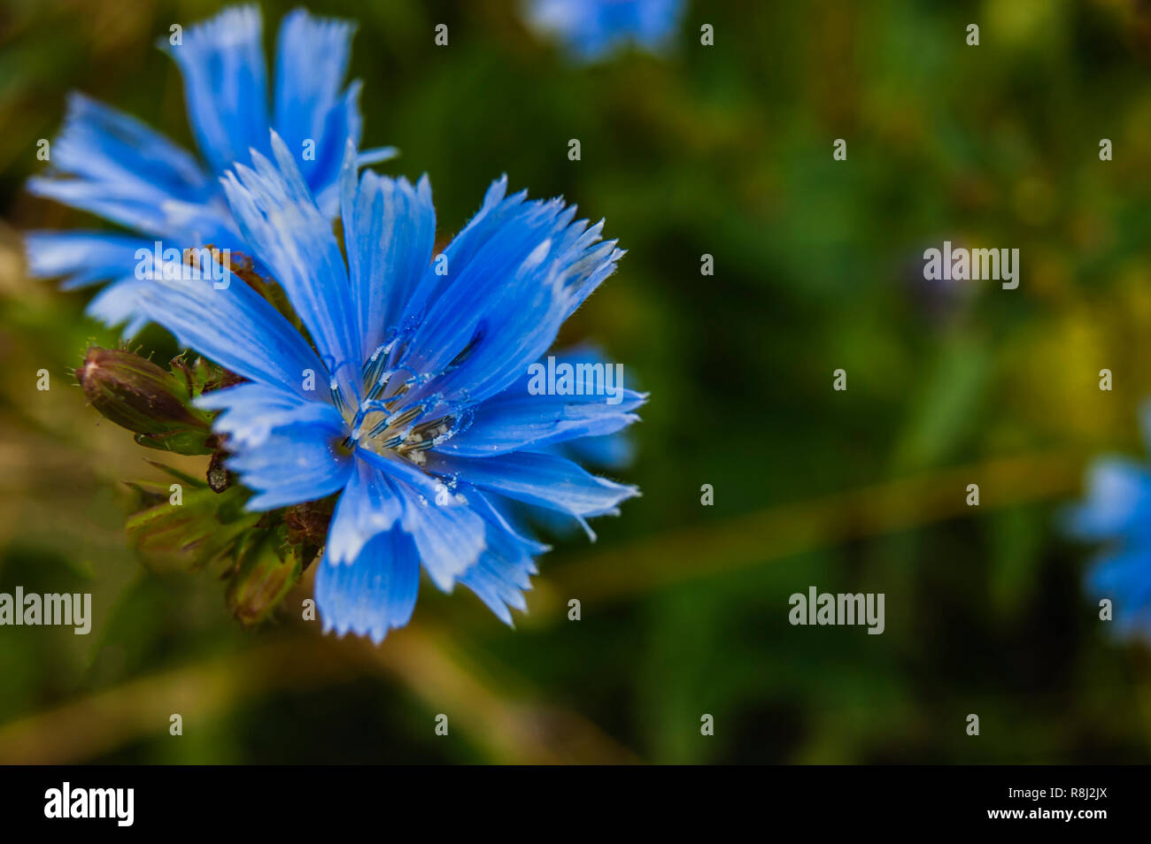 Japanese wonder flower hi-res stock photography and images - Alamy