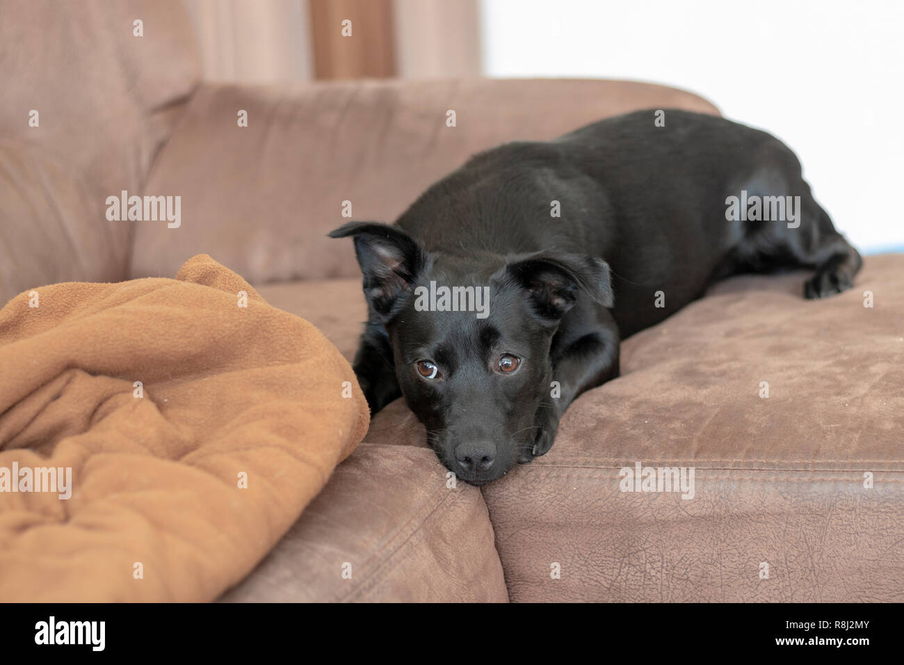 Black mixed breed dog Stock Photo - Alamy