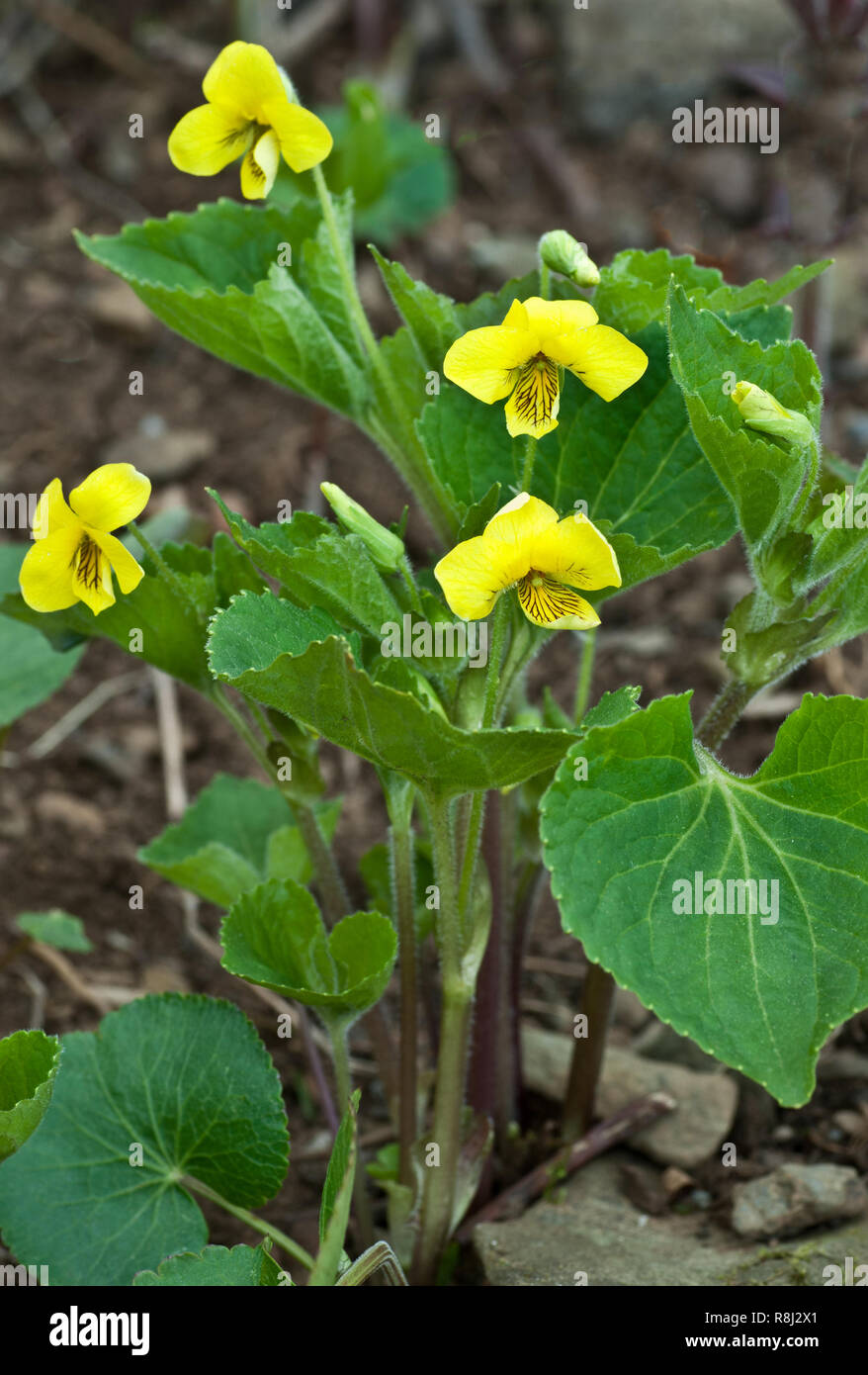 Downy yellow violet (Viola pubescens) in woodland of Blue Ridge ...