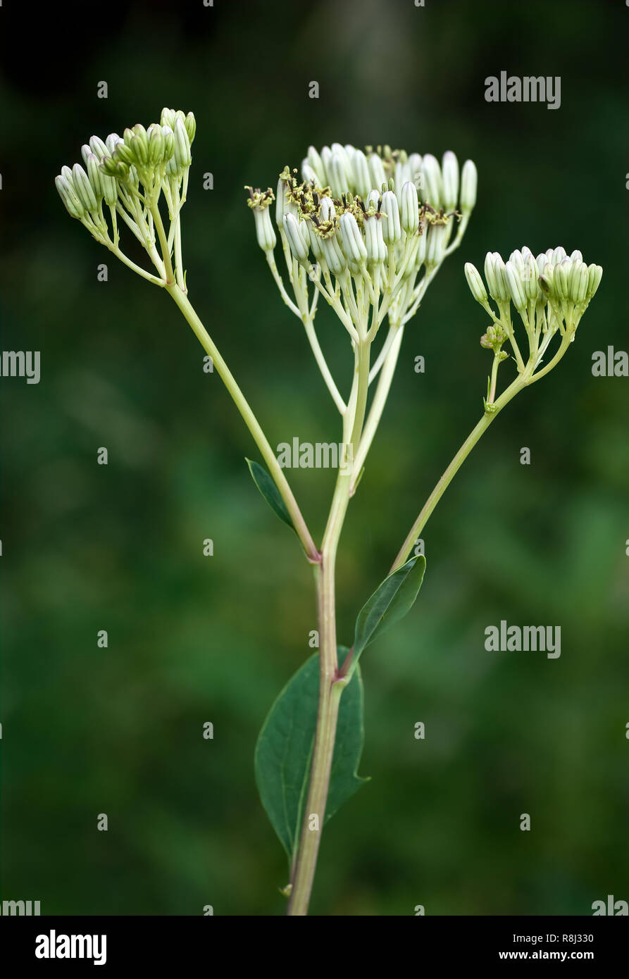 Indian plantain hi-res stock photography and images - Alamy