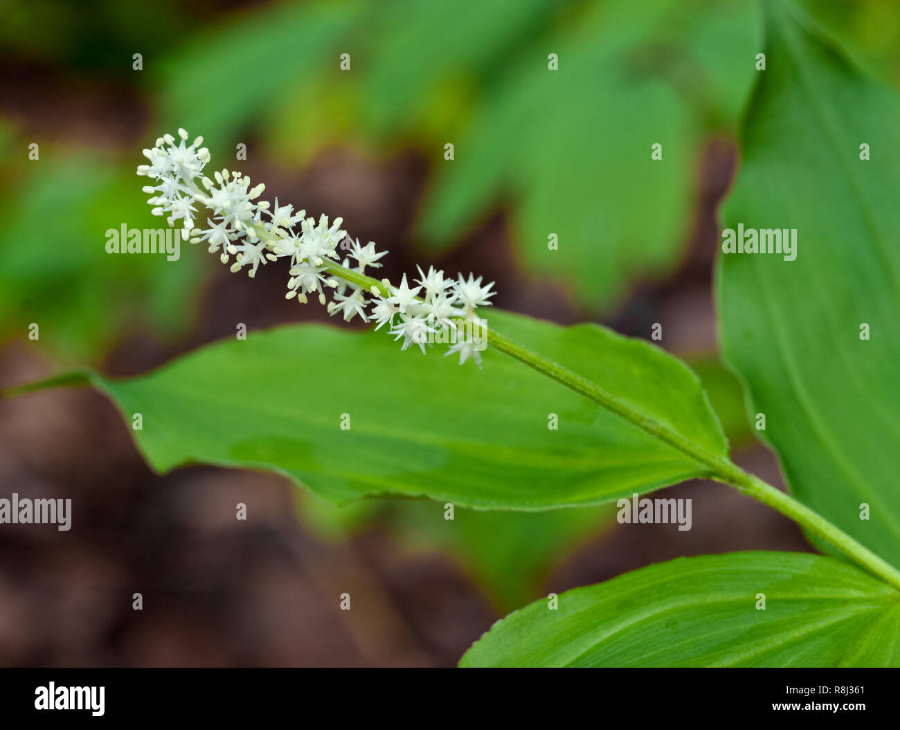 Smilacina racemosa hi-res stock photography and images - Alamy