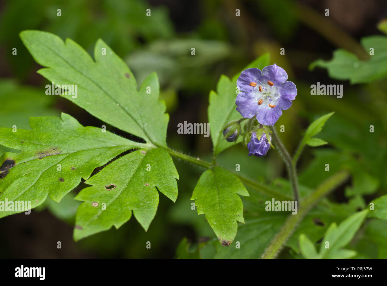 Purple phacelia (Phacelia bipinnatifidia) in southwestern Virginia in ...