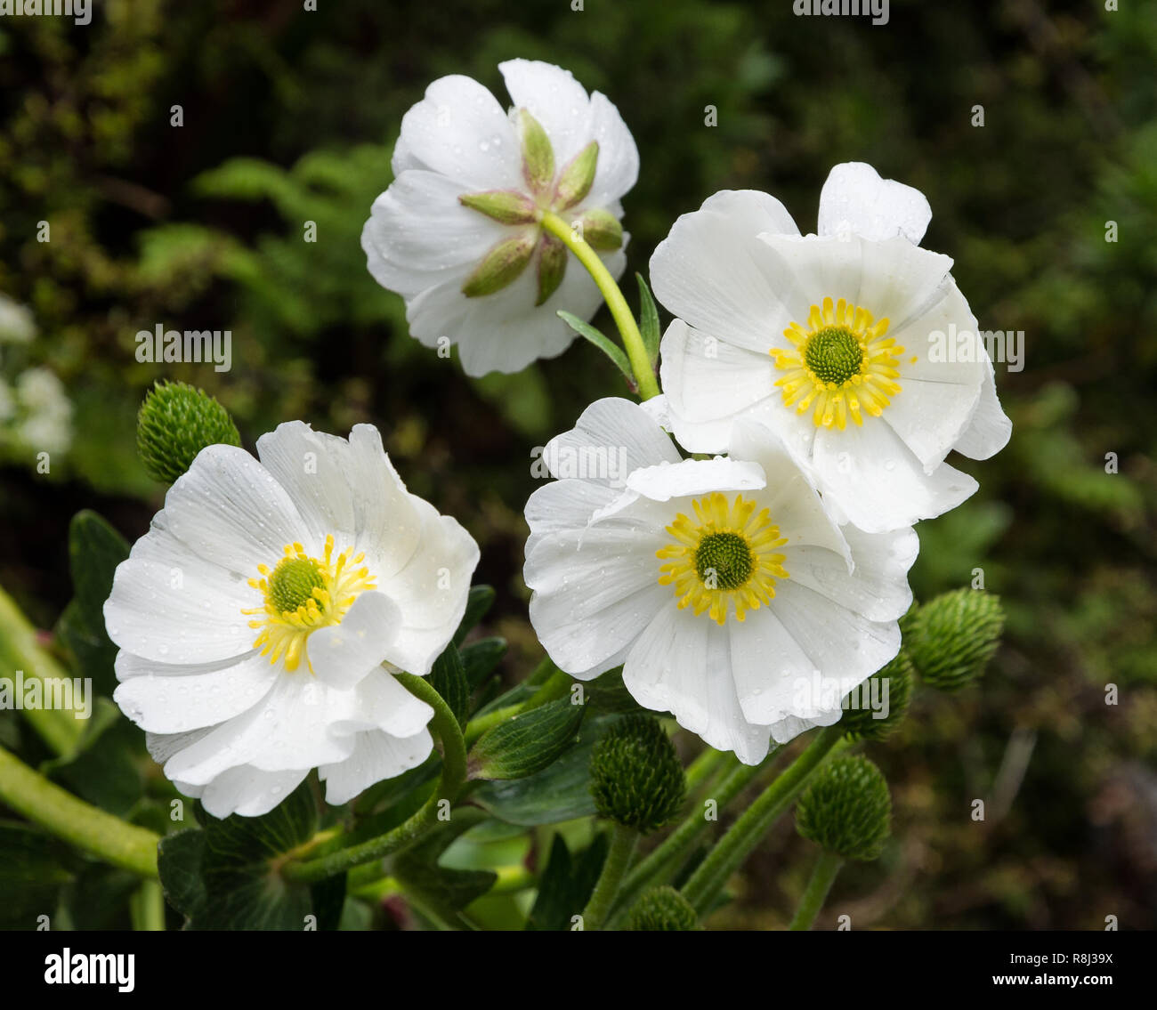 Flowers of Mt. Cook lily (Ranunculus lyallii) is not a lily but rather ...