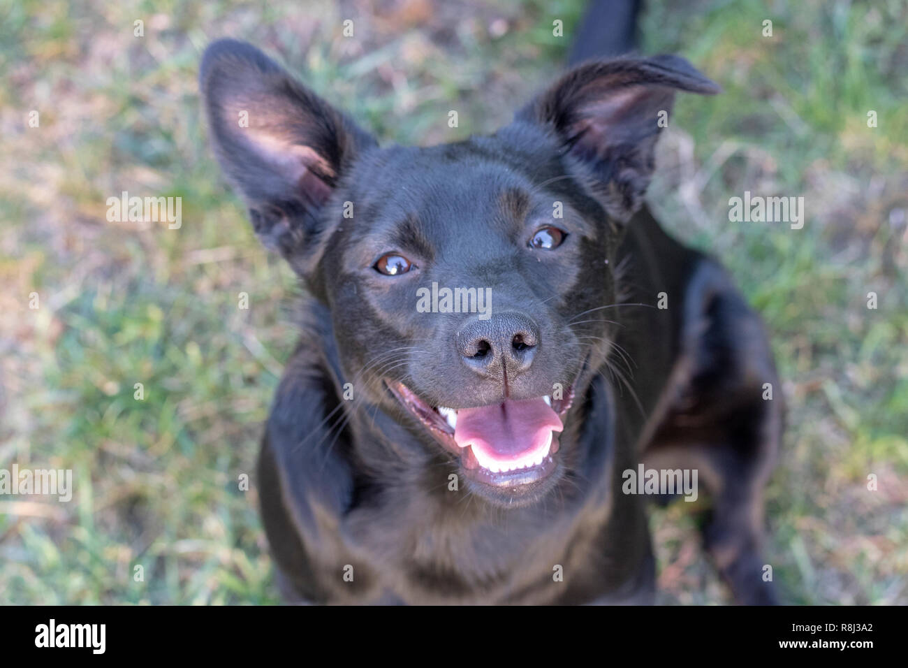 happy black dog with a smile Stock Photo - Alamy