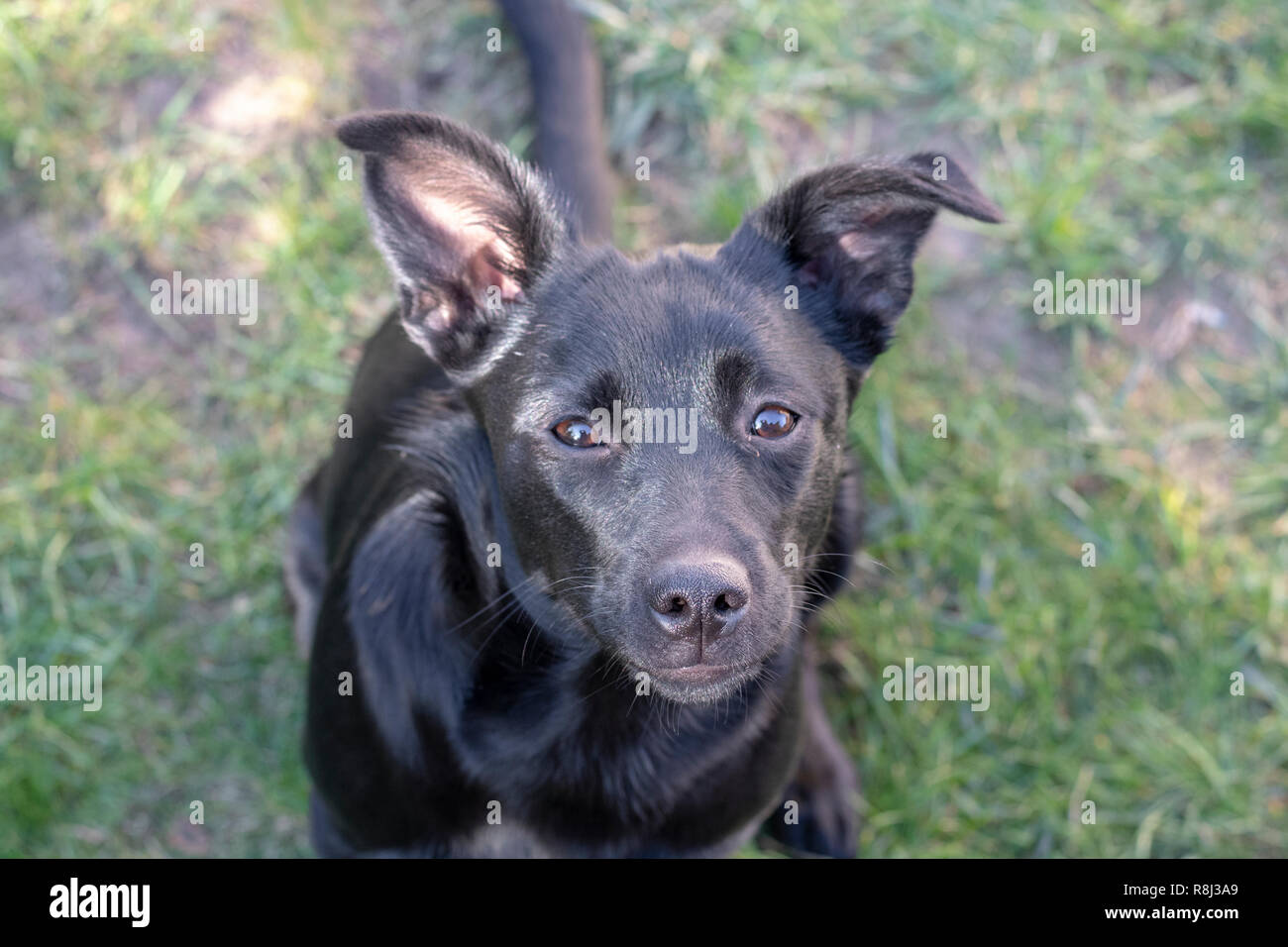 happy black dog with a smile Stock Photo - Alamy