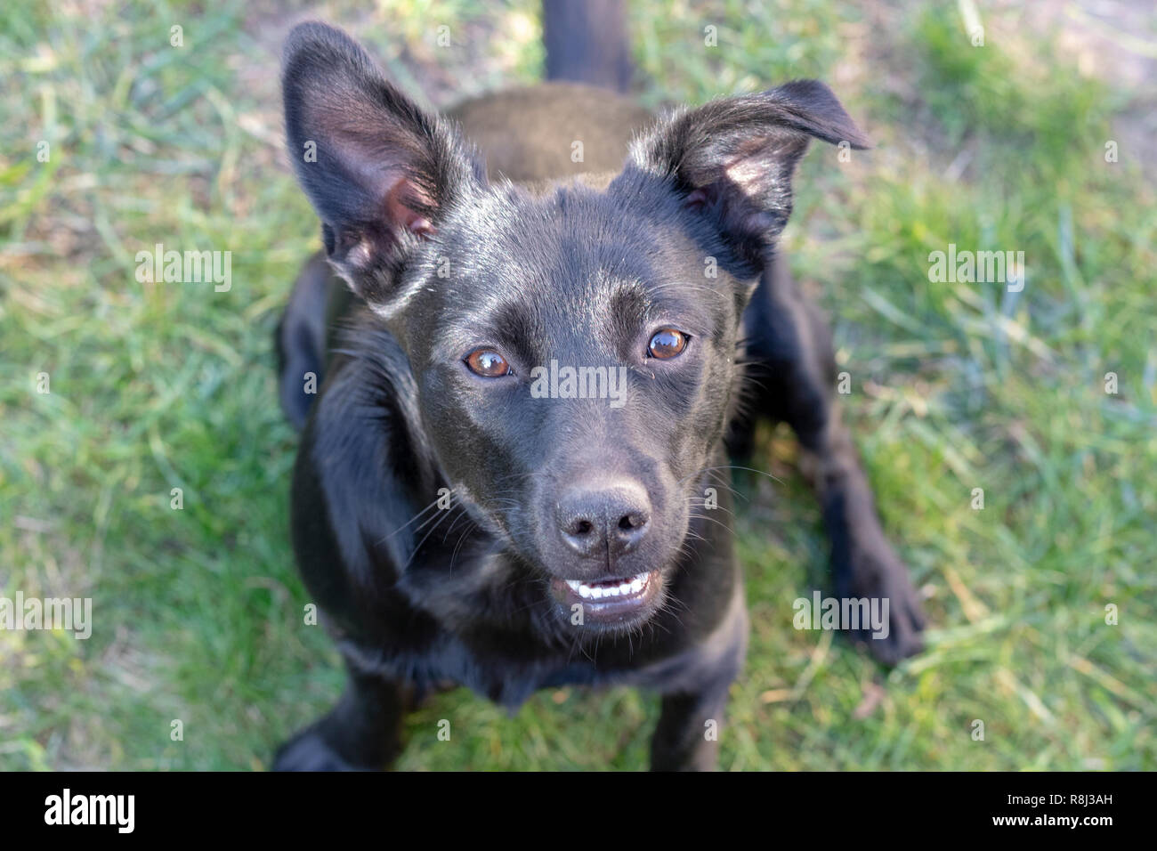 happy black dog with a smile Stock Photo - Alamy