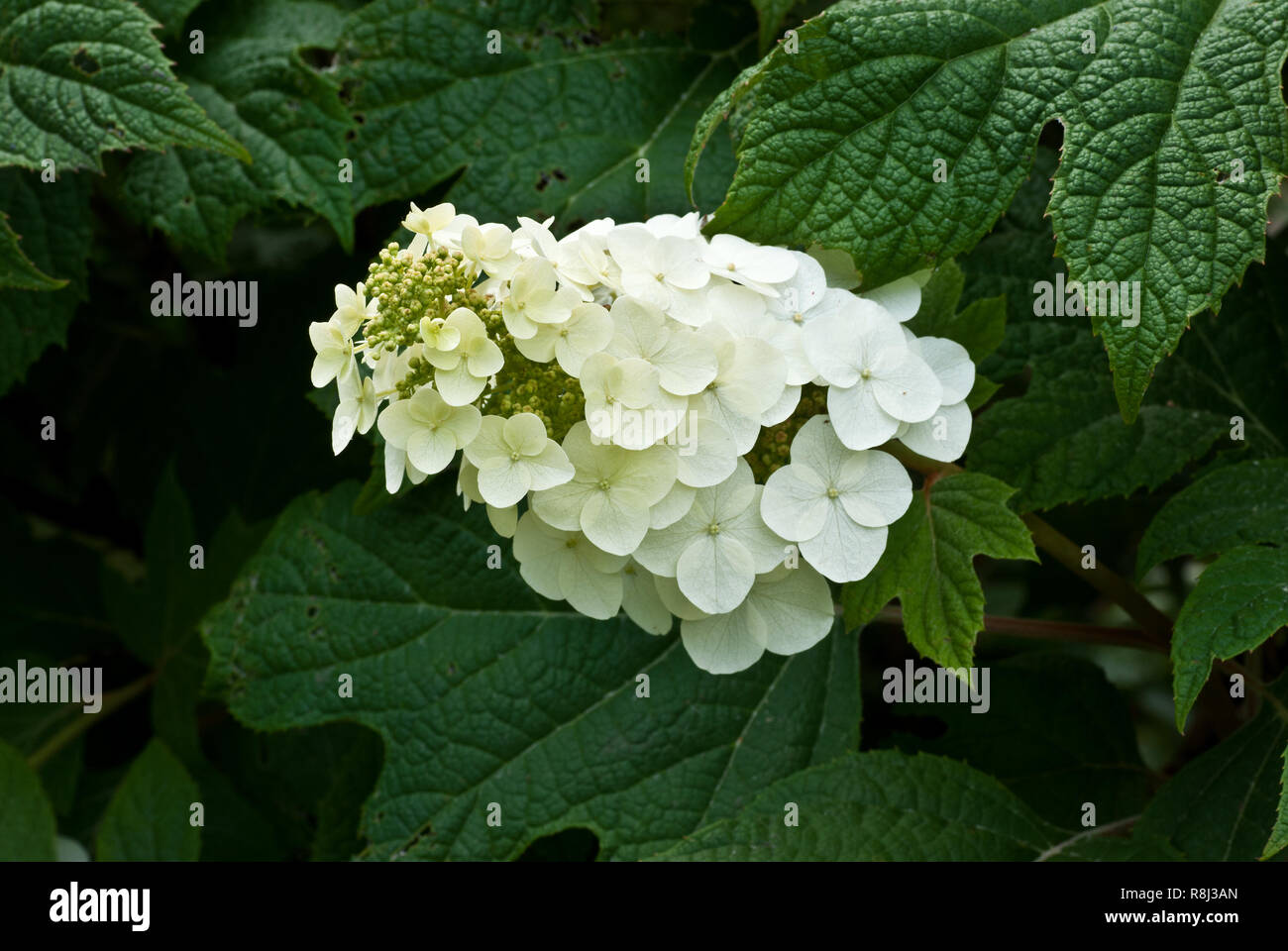 Flower head of oakleaf hydrangea (Hydrangea quercifolia) in mid-May in ...
