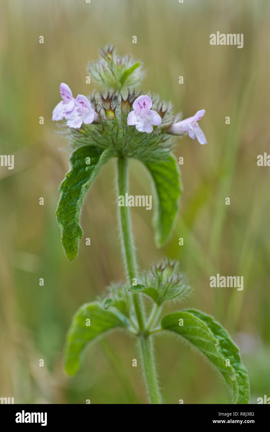 Wild basil (Clinopodium vulgare) in early July in central Virginia ...