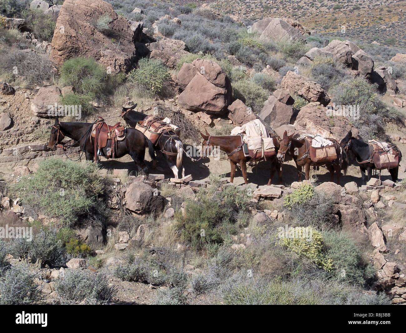 Pack mule hi-res stock photography and images - Alamy