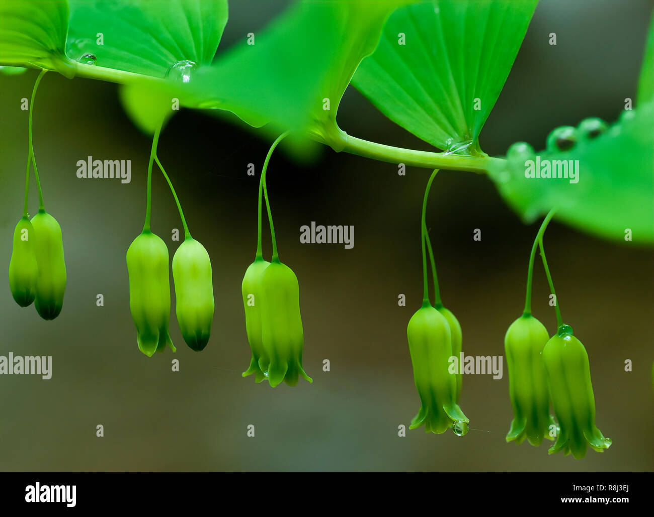 Flowers of Solomon's seal (Polygonatum commutatum) during rain in ...