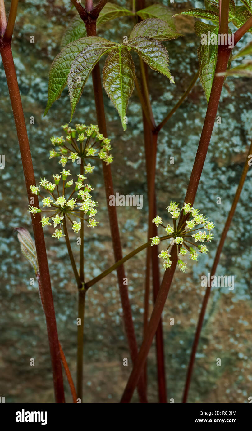 Wild sarsaparilla (Aralia nudicaulis); also called false sarsaparilla ...