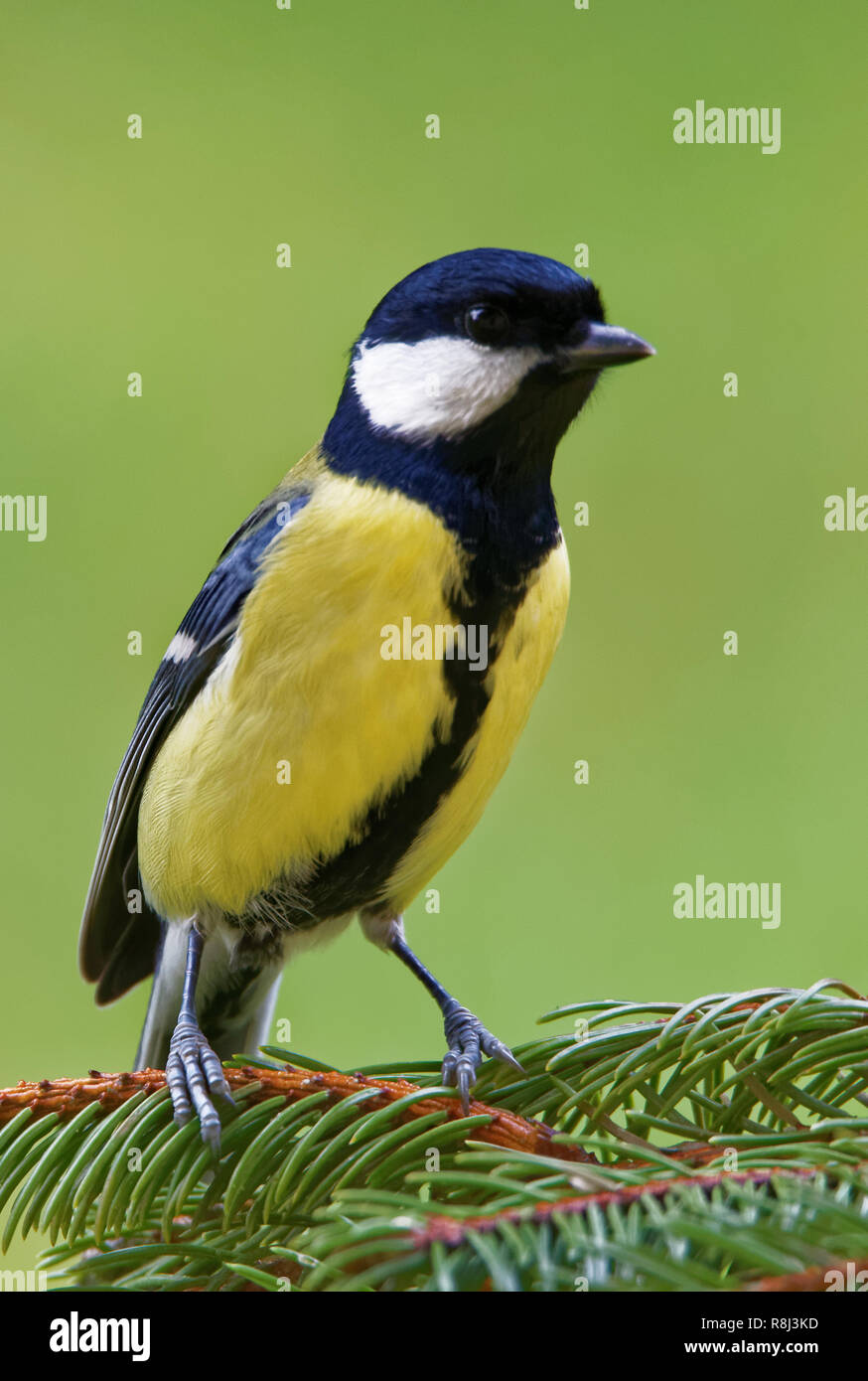 Great tit (Parus major) is a passerine bird in the tit family Paridae ...