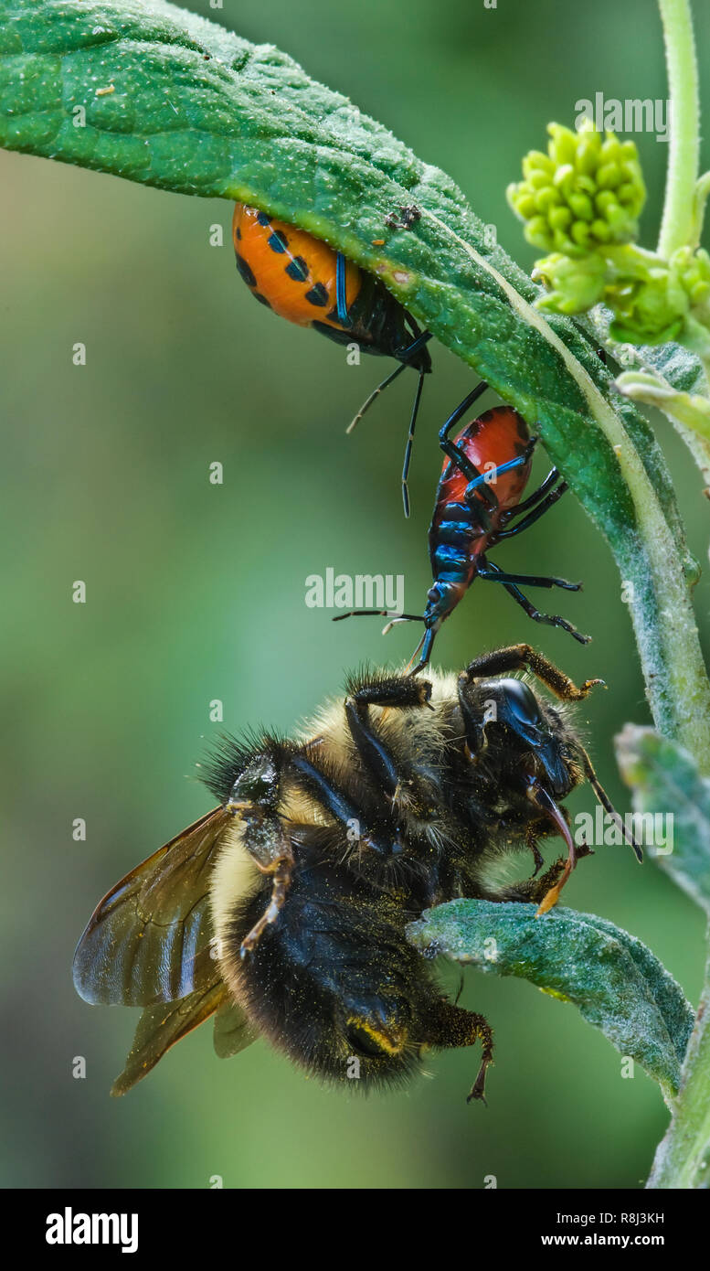 Florida predatory stink bugs (Euthyrhynchus floridanus) feeding on ...