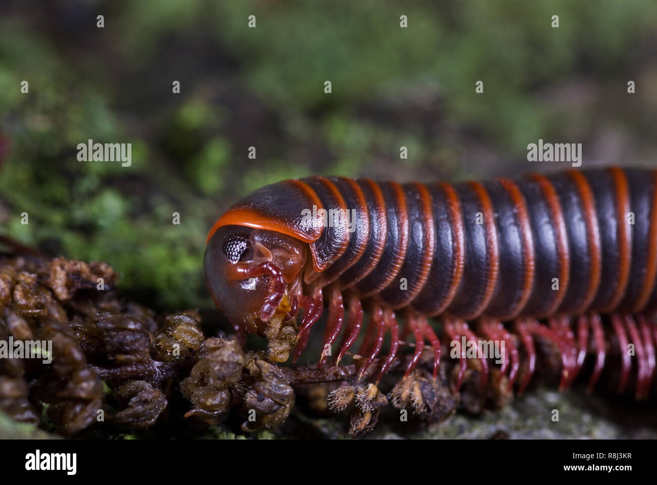 Large millipede (Narceus americanus) feeding on a decomposing oak tree ...