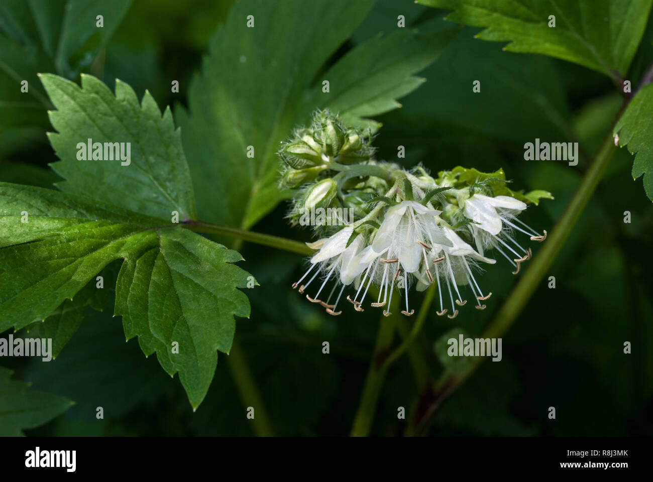 Virginia waterleaf (Hydrophyllum virginianum) in bloom in spring in ...