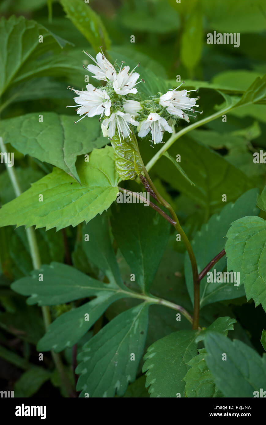 Virginia waterleaf (Hydrophyllum virginianum) in bloom in spring in ...