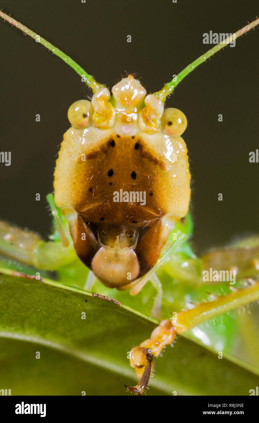 Cone headed katydid hi-res stock photography and images - Alamy