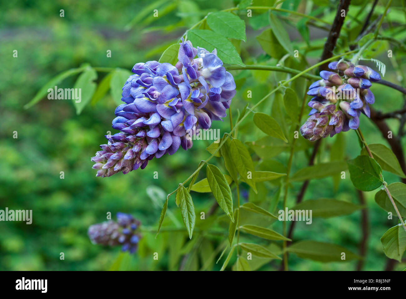 American wisteria hi-res stock photography and images - Alamy